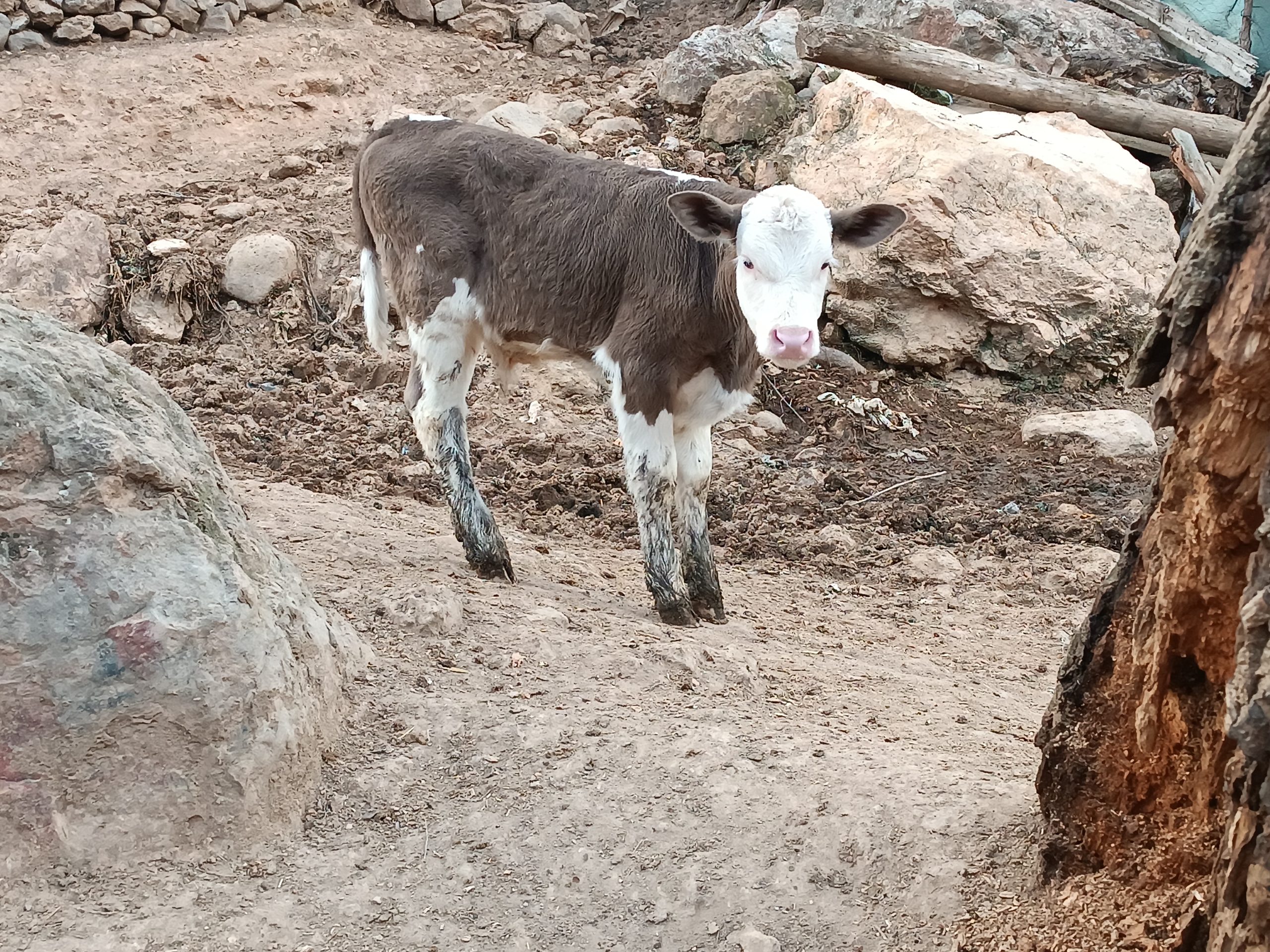 Simental Dana – Hayvan Al Sat